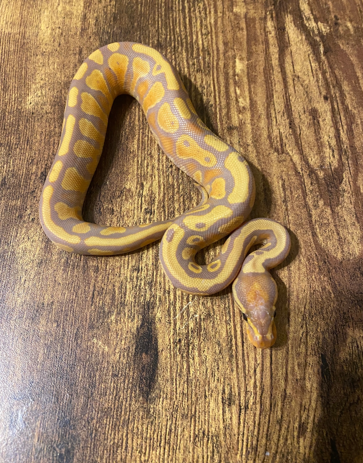 Banana Triple Het Clown Pied Albino Female Ball Python by Amazeballs ...