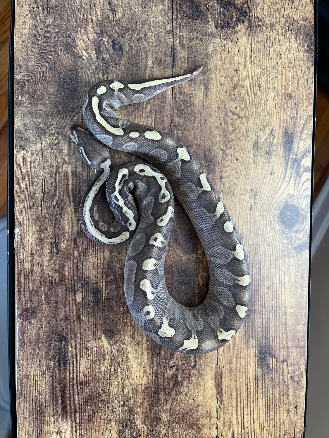GHI Lesser Chocolate Ball Python by Amazeballs Reptiles - MorphMarket