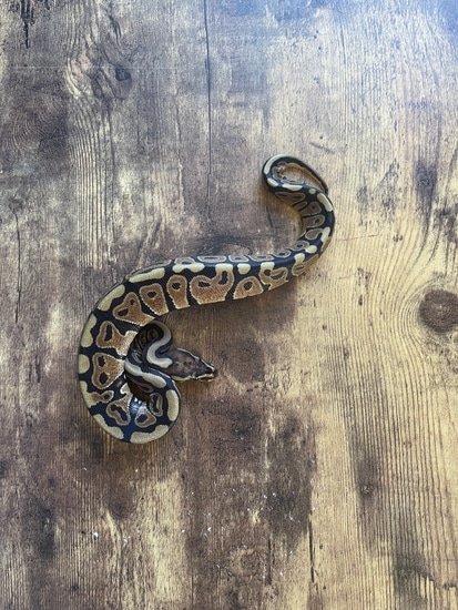 Spotnose 66% Het Sunset Ball Python by Amazeballs Reptiles