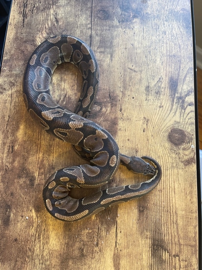 Normal 66% Het Sunset Ball Python by Amazeballs Reptiles