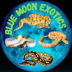Blue moon exotics - MorphMarket