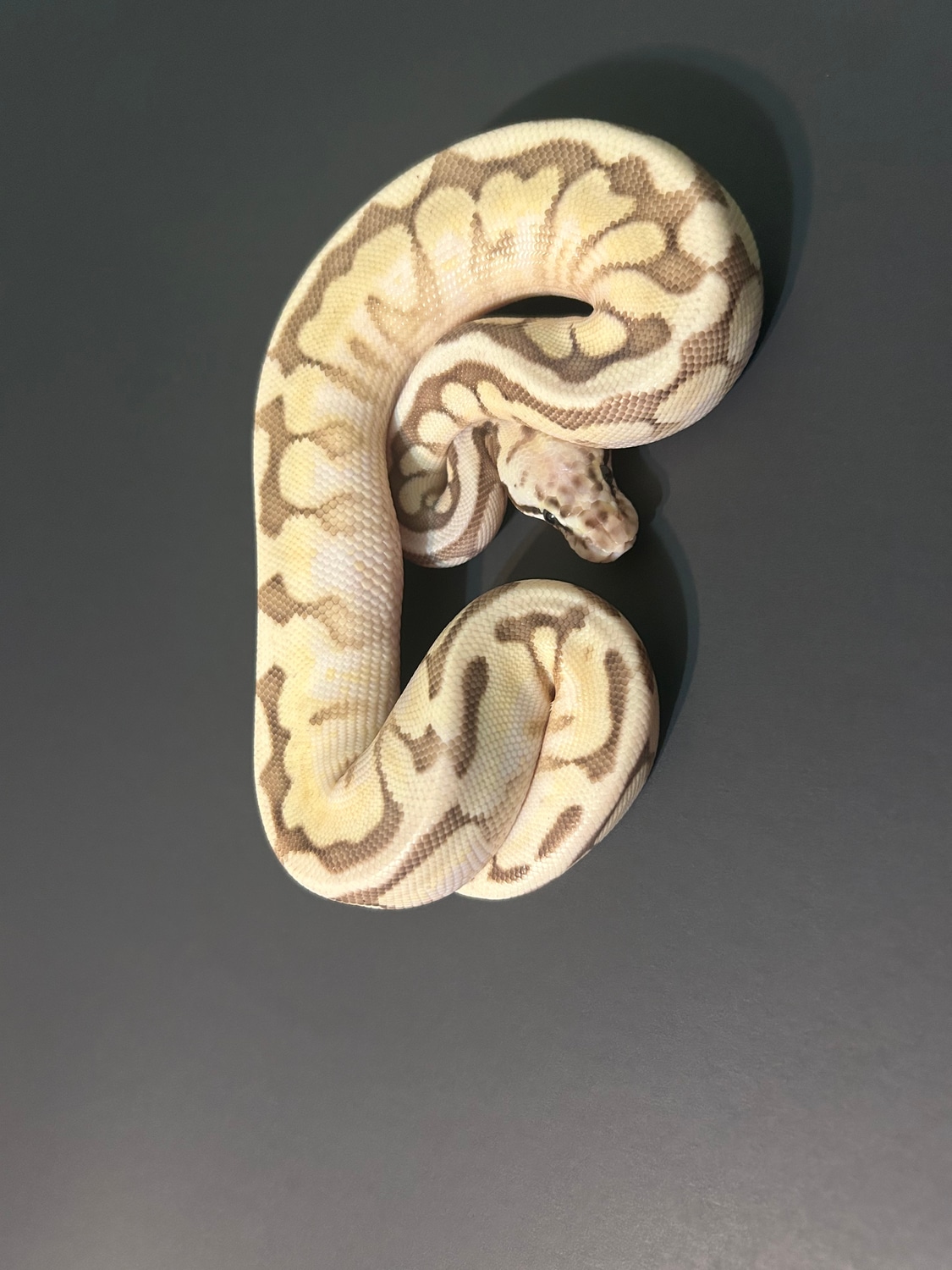 Queen Bee Het Ghost Ball Python by Blue moon exotics - MorphMarket