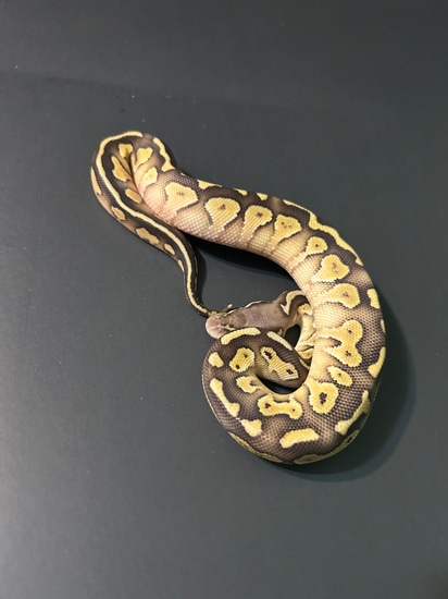 Pastel Butter Ball Python by Blue moon exotics