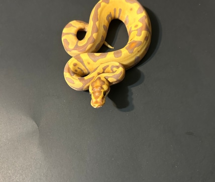 Blue moon exotics - MorphMarket