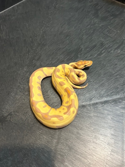 Enchi Leopard Coral Glow Ball Python by Blue moon exotics