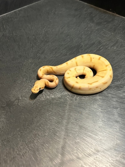 Super Enchi Coral Glow Spider Ball Python by Blue moon exotics
