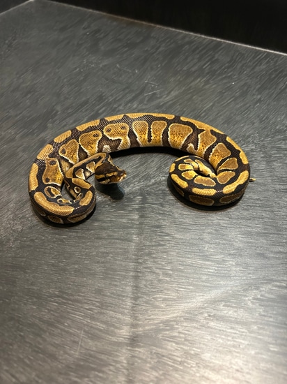 Enchi Ball Python by Blue moon exotics