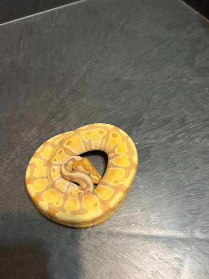 Enchi Coral Glow Ball Python by Blue moon exotics