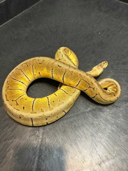 Lemon Blast Ball Python by Blue moon exotics