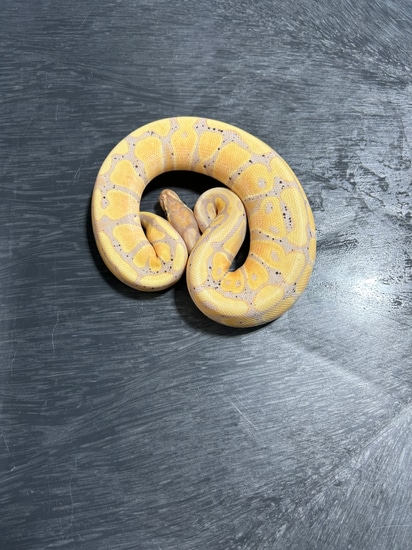 Banana Ball Python by Blue moon exotics