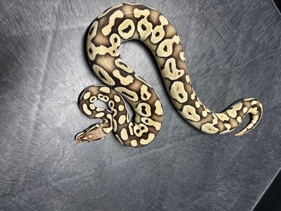 Pastel Lesser Ball Python by Blue moon exotics