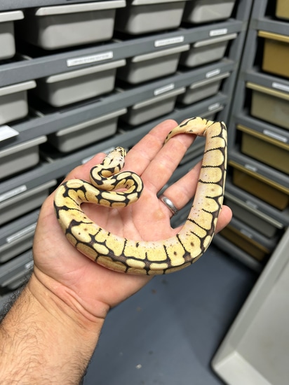 Bumblebee 66% Het Tsk Ball Python by Blue moon exotics