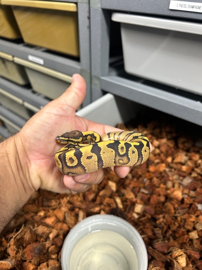 Cypress Fire Yellow Belly Ball Python by Blue moon exotics