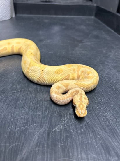 Super Enchi Leopard Coral Glow Ball Python by Blue moon exotics