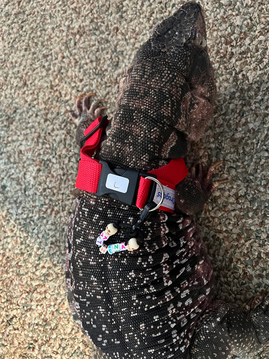 Breeder Ready Pure Red Tegu Salvator Tegu by Nasty Nates Exotics ...