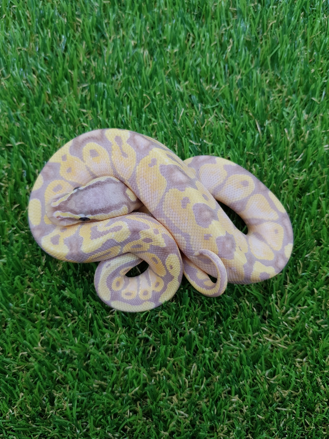 Banana Pastel Ball Python by Nathans_Reptiles - MorphMarket