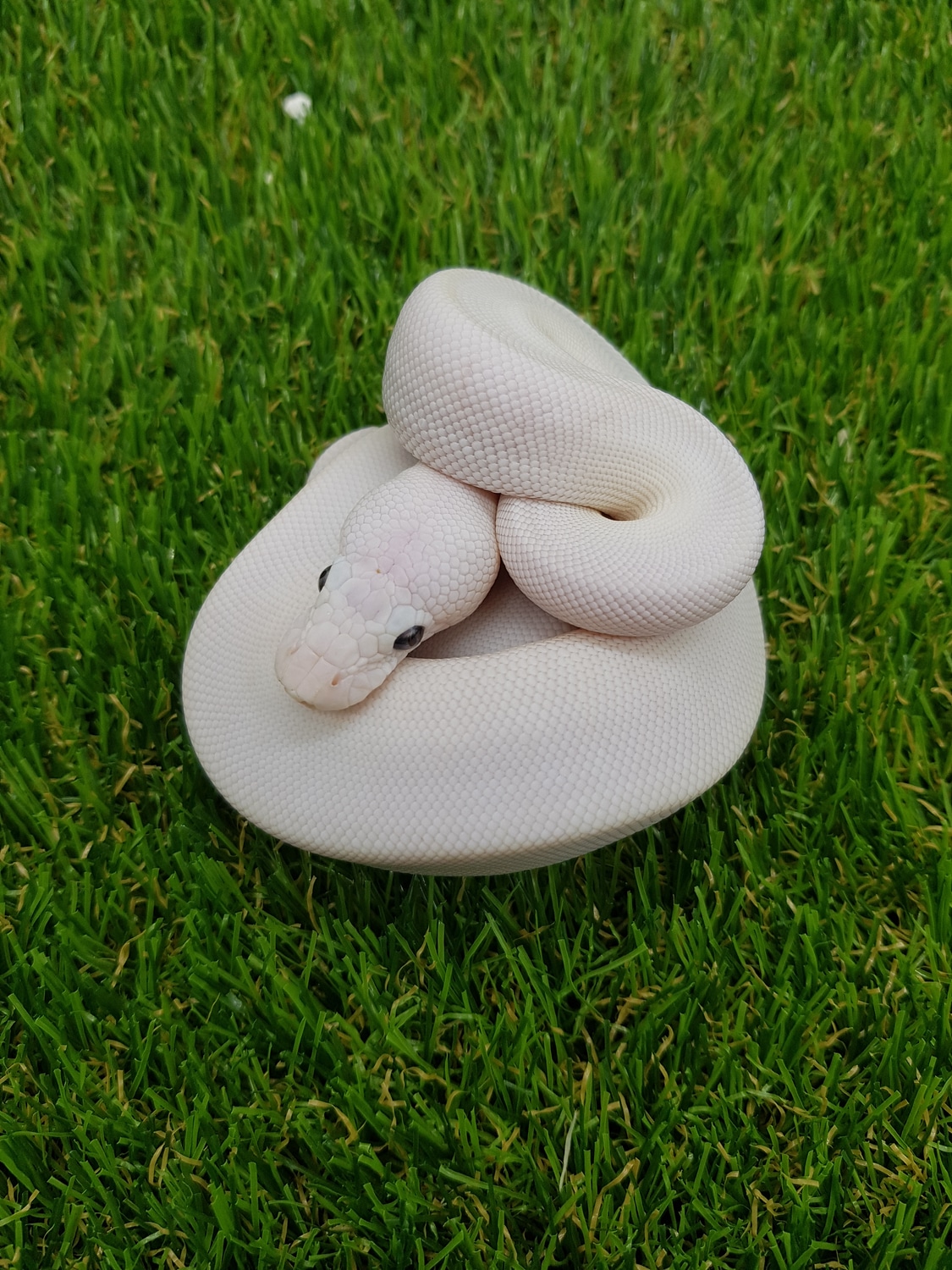 BEL Lesser Butter Pos Pinstripe Pastel Ball Python by Nathans_Reptiles ...