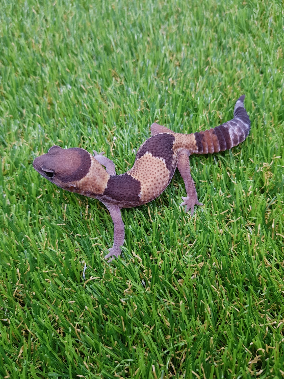 Normal African Fat-Tailed Gecko by Nathans_Reptiles - MorphMarket