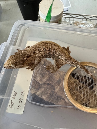 Yearling GT Mix Leachianus Gecko by North Georgia Gecko Supply