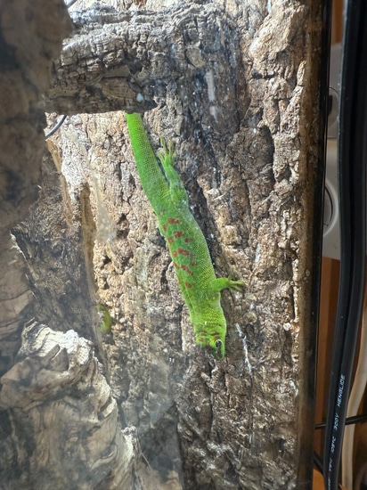 Blue Blood Crimson Phelsuma Grandis Day Gecko by North Georgia Gecko Supply