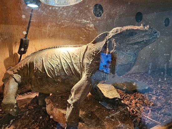 Rhino Blue Other Iguana by Central Texas Reptiles