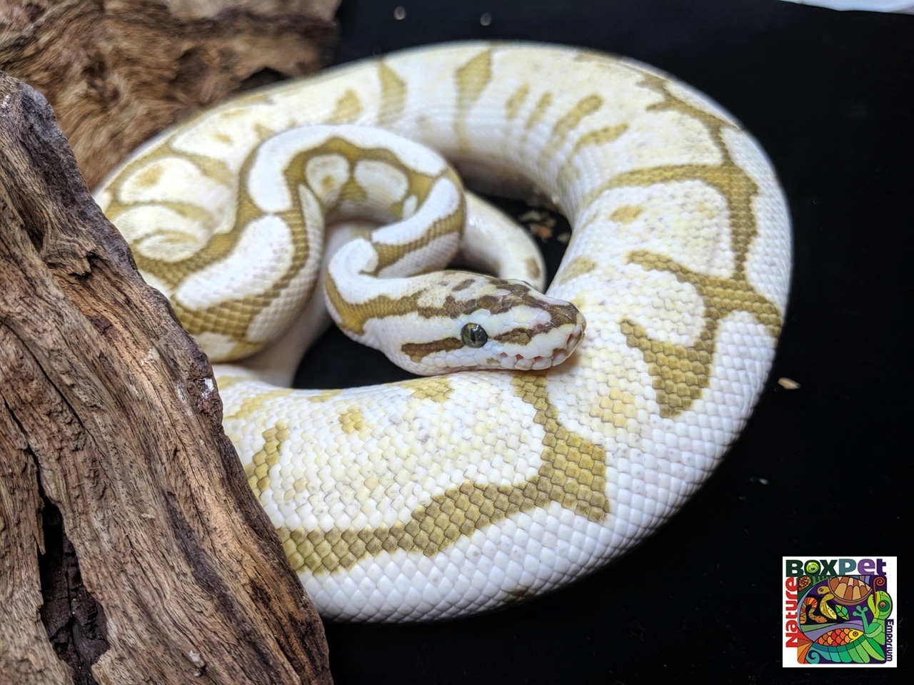 Fire Queen Bee Ball Python by Nature Box Pet Emporium - MorphMarket