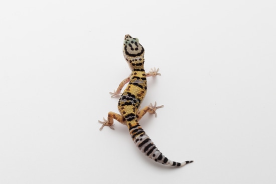 Tangerine Leopard Gecko by Nathan Jordan Photography