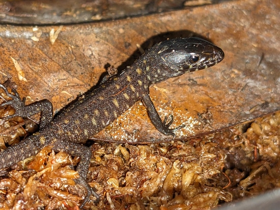 CBB Night Lizards -Central American Spotted L. Flavimaculatum More ...