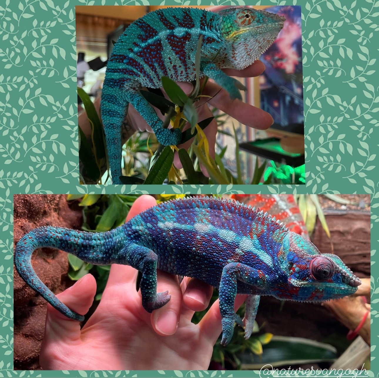 Blurple Ambanja Receptive Female Panther Chameleon by Nature's Van Gogh ...