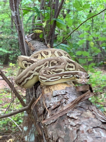 Pewter Yellow Belly Ball Python by NaturesBeautyReptiles