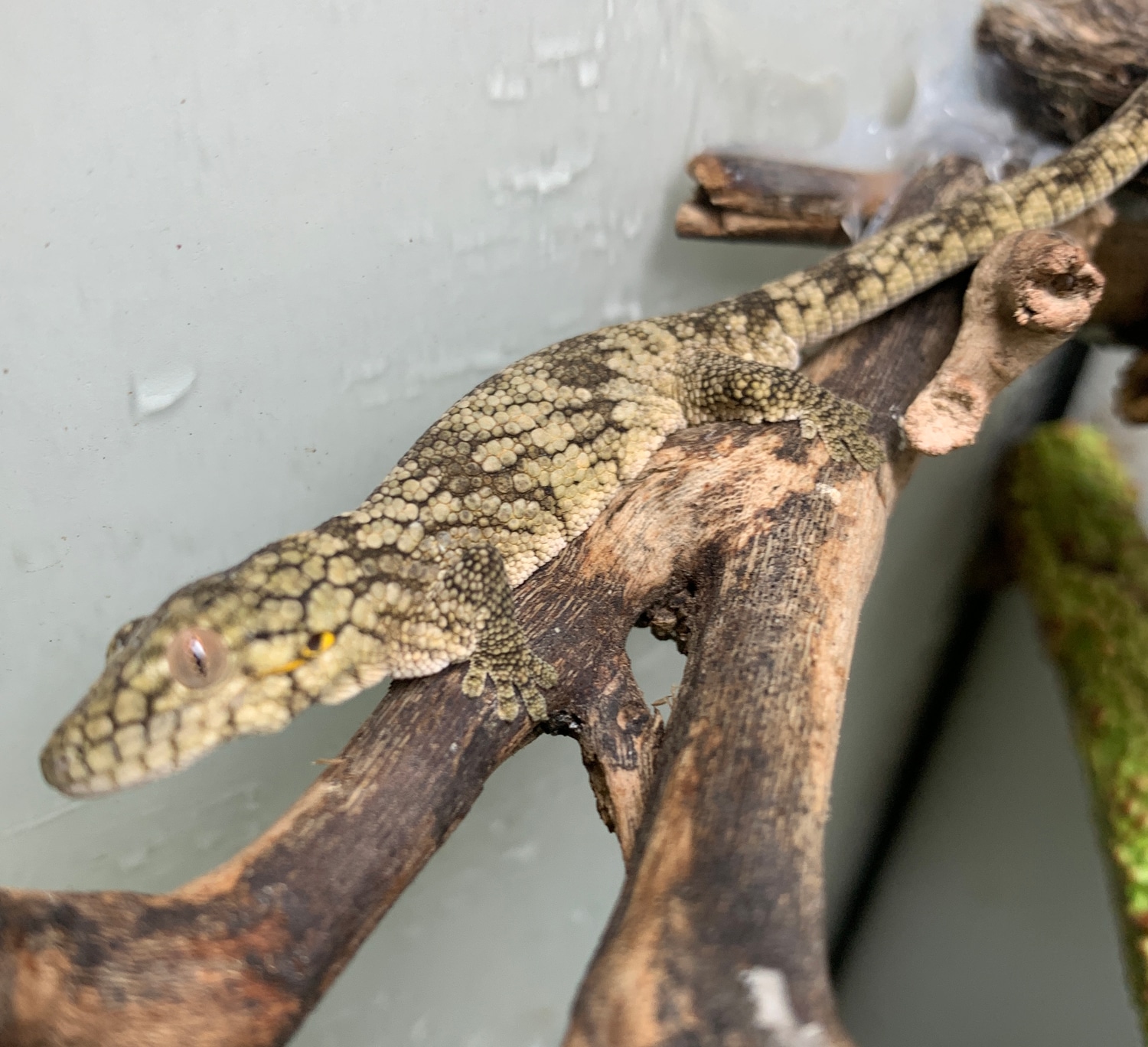 E Occidentalis Eurydactylodes Gecko by Nature's Exotic Jewels - MorphMarket
