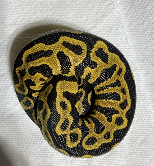 Pastel Leopard Yellow Belly Het Clown Ball Python by Nature's Way Ball ...