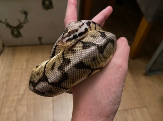 Bumble Bee Ball Python by Naughty Noodle Royals
