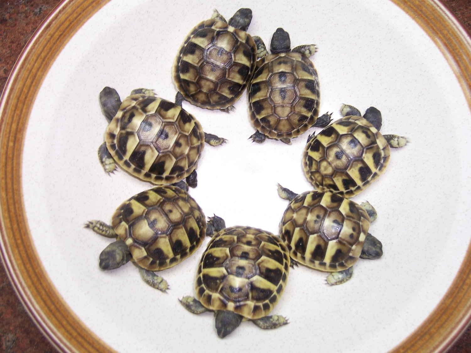 Hermann's Tortoise by Nauti-Lass Ponds & Critters, Inc. - MorphMarket
