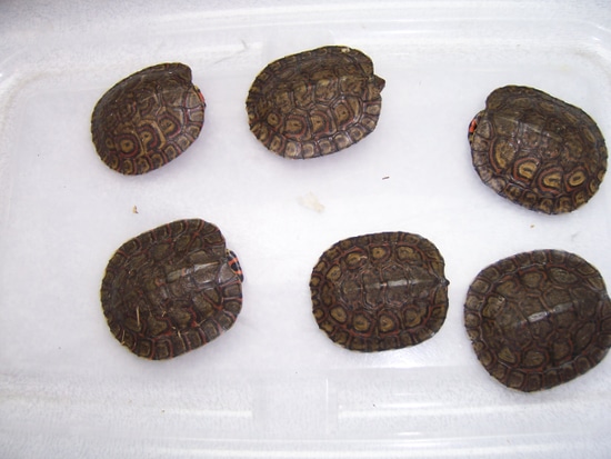 Central American Ornate Wood Wood Turtle by Nauti-Lass Ponds & Critters ...