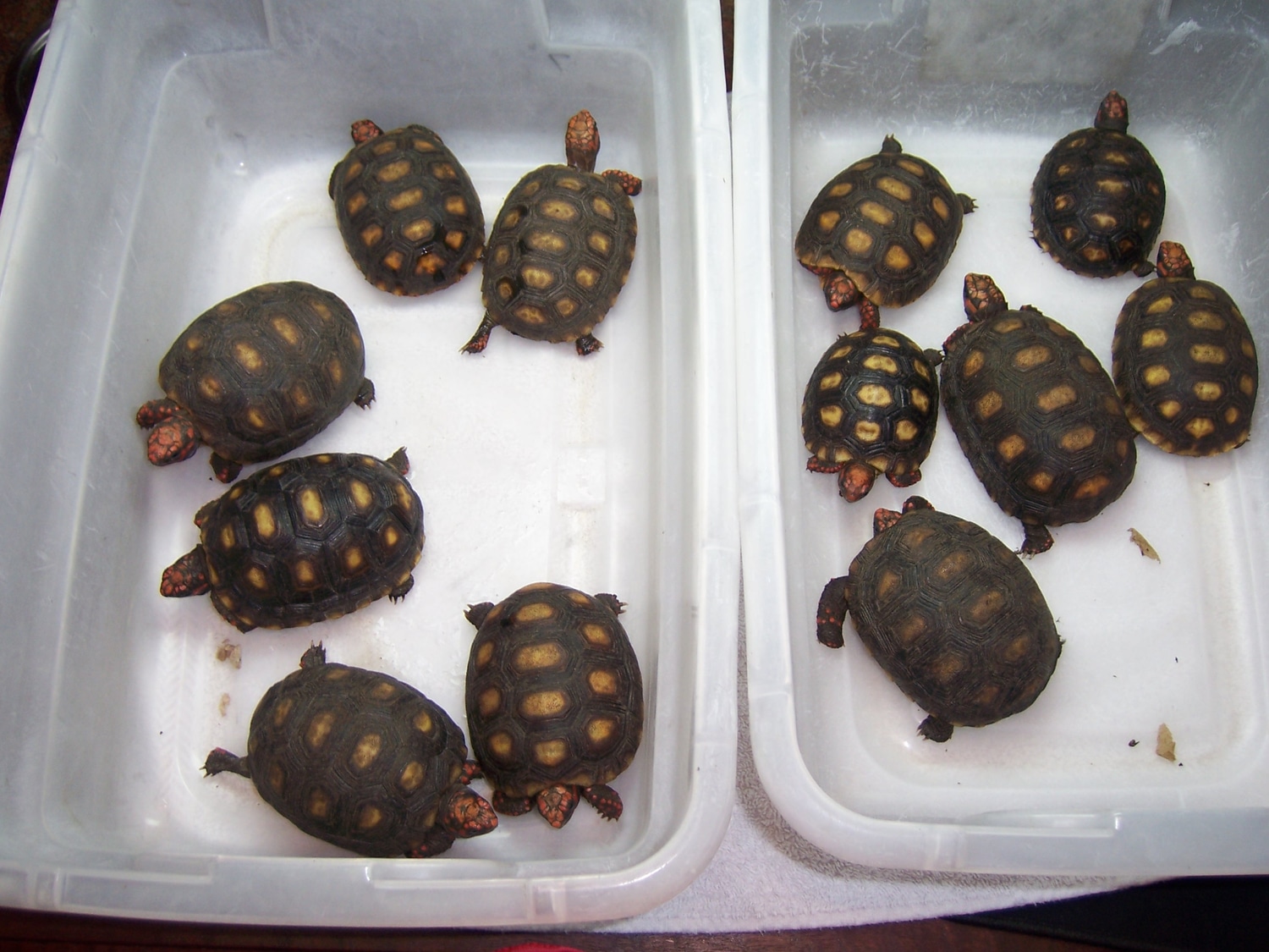 Cherryhead Tortoises Red-Footed Tortoise by Nauti-Lass Ponds & Critters ...