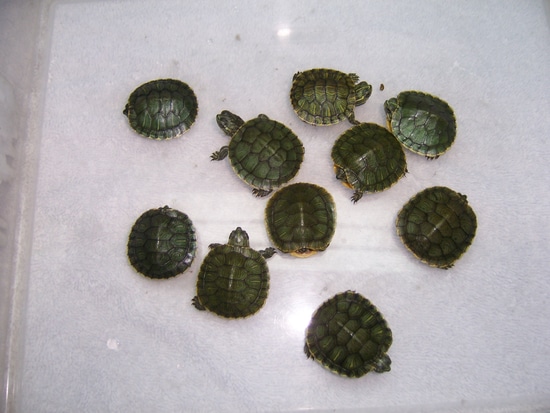 Cumberland Sliders Slider Turtle by Nauti-Lass Ponds & Critters, Inc.