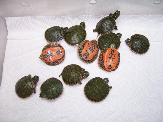 Northern Red Belly Cooter Slider Turtle by Nauti-Lass Ponds & Critters ...