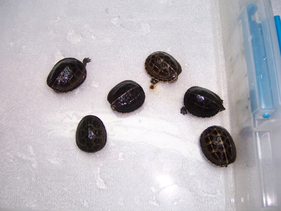Three Stripe Mud Turtle Mud & Musk Turtles by Nauti-Lass Ponds ...