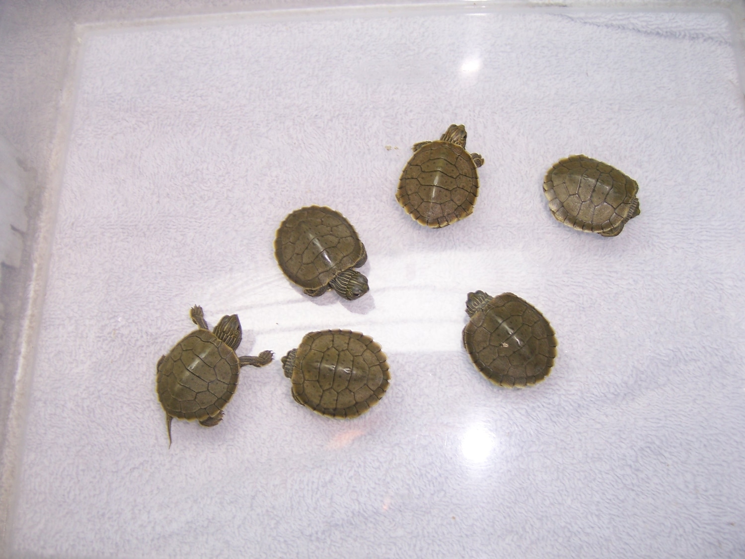 Northern Map Turtle by Nauti-Lass Ponds & Critters, Inc. - MorphMarket