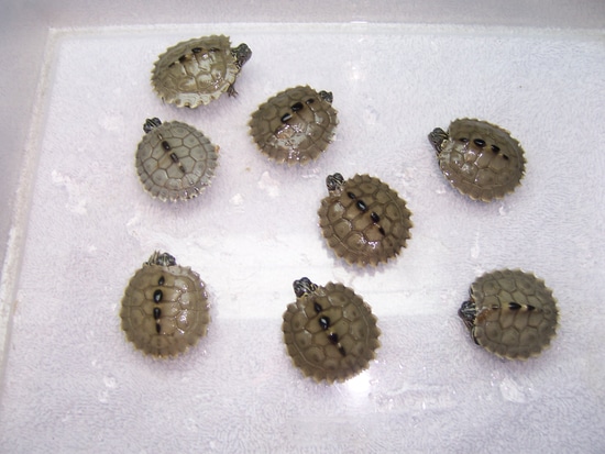 Southern Black Knob Sawbacks Map Turtle by Nauti-Lass Ponds & Critters ...