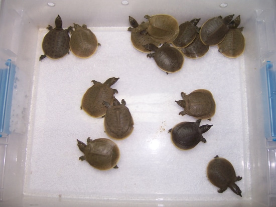 Spiny Softshell Softshell Turtle by Nauti-Lass Ponds & Critters, Inc.