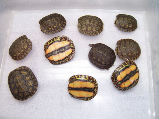 Central American Ornate Wood Turtle by Nauti-Lass Ponds & Critters, Inc.