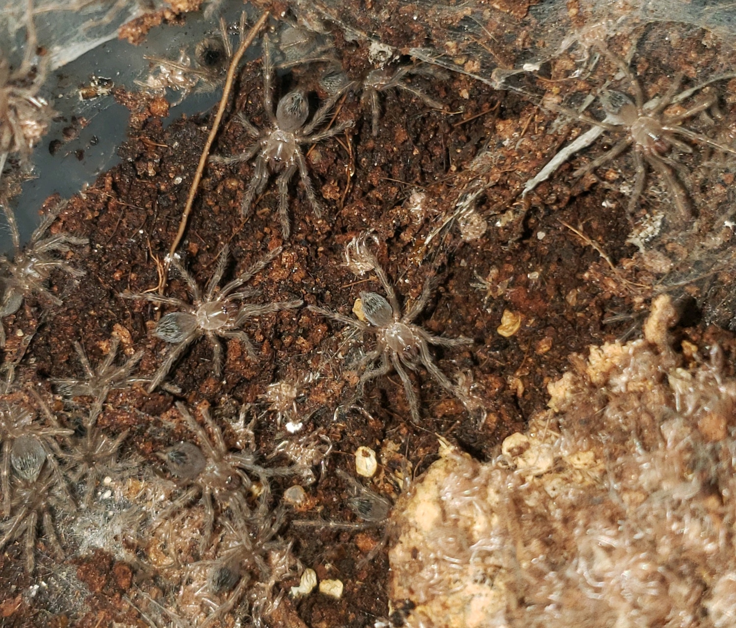 Brazilian Blue Slings (Pterinopelma Sazimai) Tarantula by West Coast ...