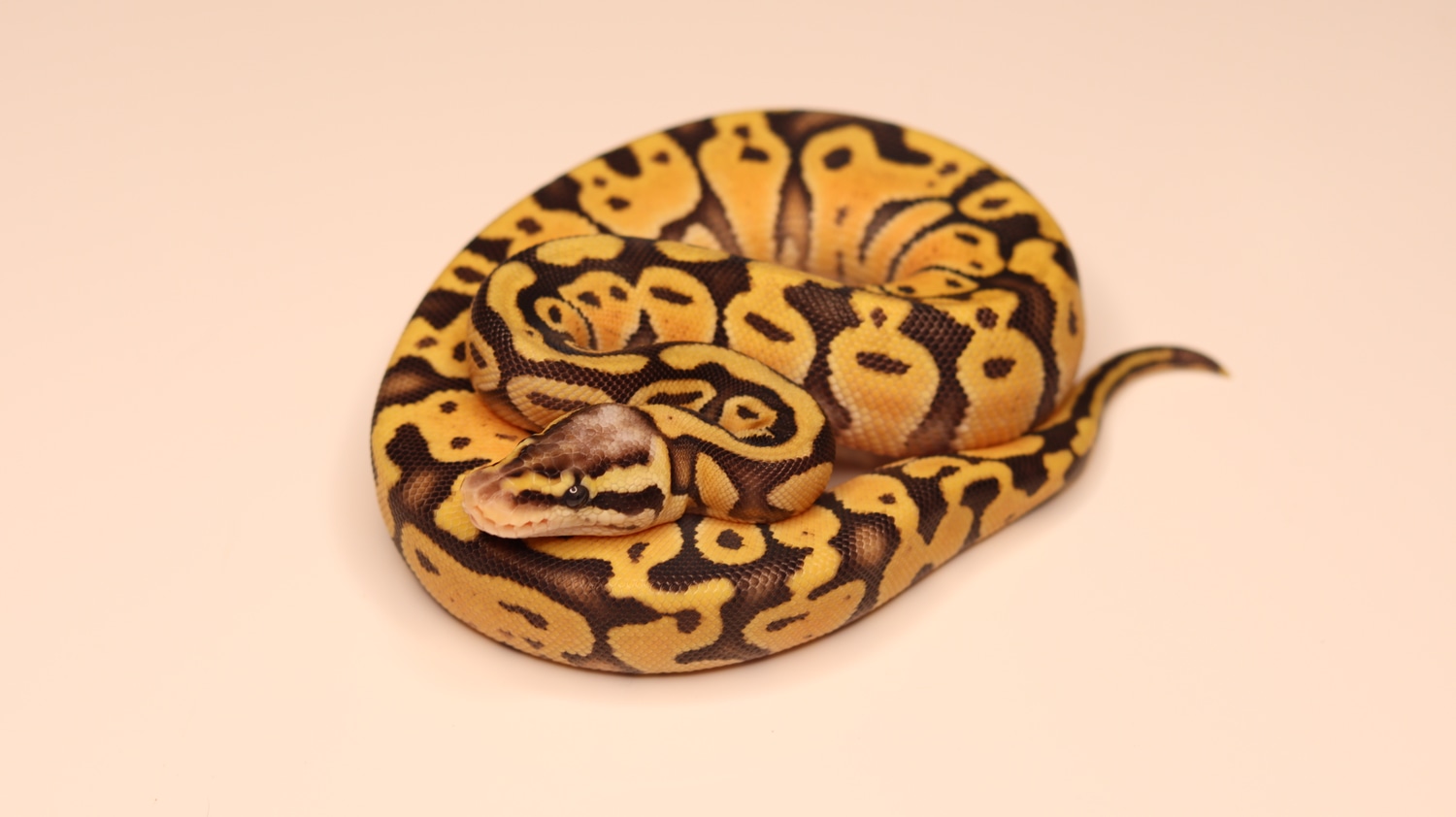 Super Pastel Het Clown 66% Poss Het Ultramel Ball Python by Nava ...