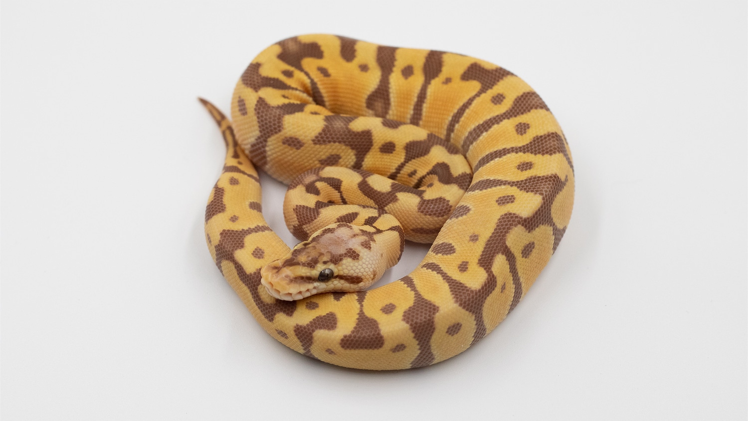 Pastel Ultramel Crypton Ball Python by Nava Reptiles - MorphMarket