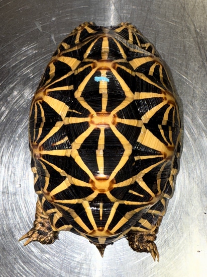 Sri Lankan Star Female 5 Yrs Old Indian Star Tortoise by NavyBlu Tortoises