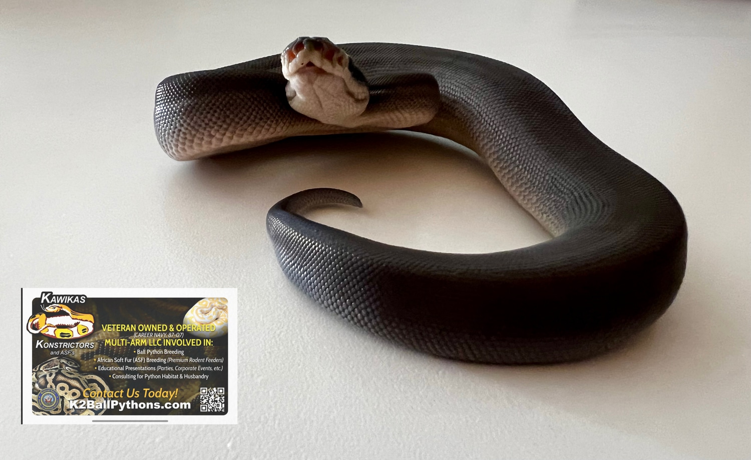 8 (100% Het Albino) Ball Python by Kawikas Konstrictors, LLC - MorphMarket