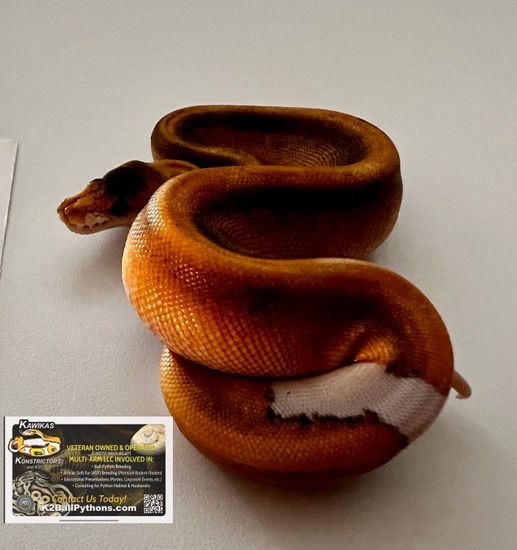 Cinnamon Champagne Ball Python (100% Het Albino) by Kawikas ...
