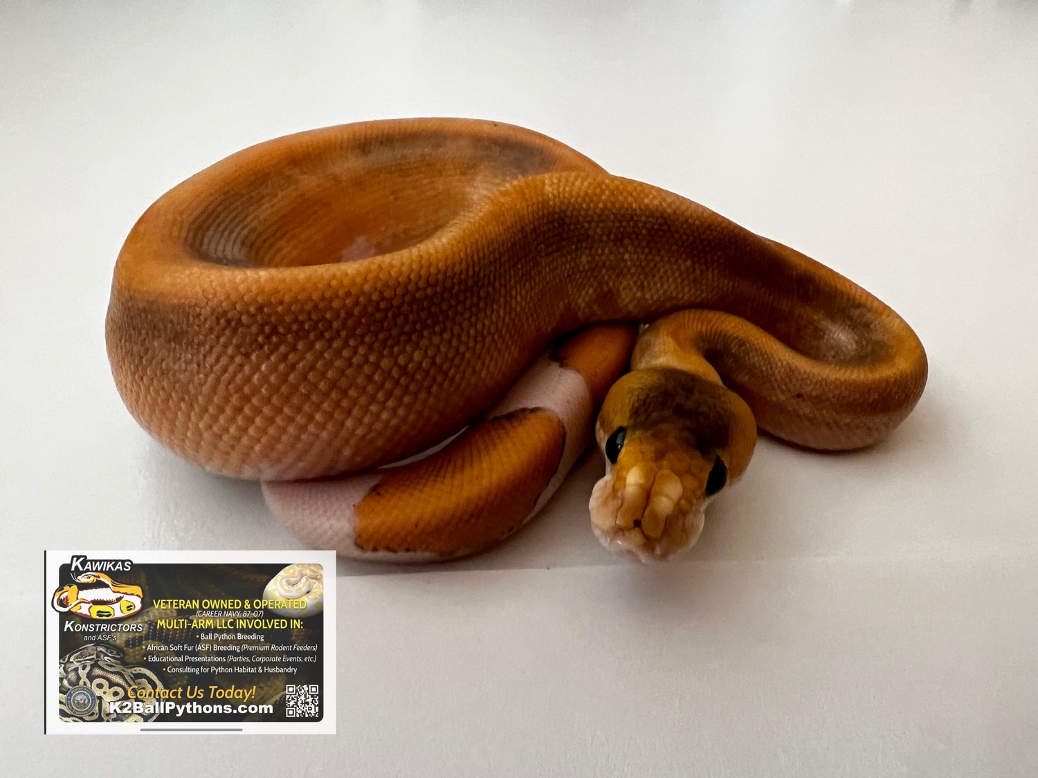 Cinnamon Champagne (100% Het Albino) Ball Python by Kawikas ...